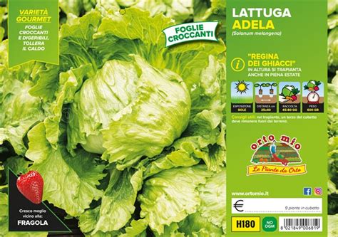 Lechuga Iceberg Var Adela Semillas Iluro