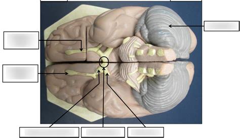 Brain Features Inferior View Diagram Quizlet