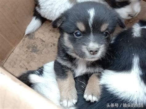 農村大叔賣「有病」土狗，氣呼呼：細小，不買拉倒 每日頭條