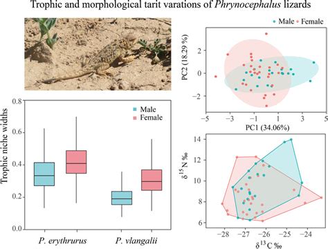 Trophic Niche And Adaptation In Highland Lizards Sex Has Greater