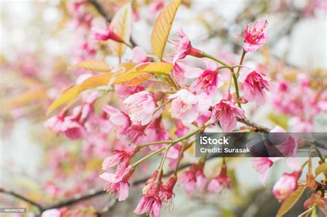 소프트 포커스 아름 다운 벚꽃 벚나무 Cerasoides 태국 치 앙 마이의 높은 산에 사쿠라의 밝은 분홍색 꽃 봄 배경 그리고