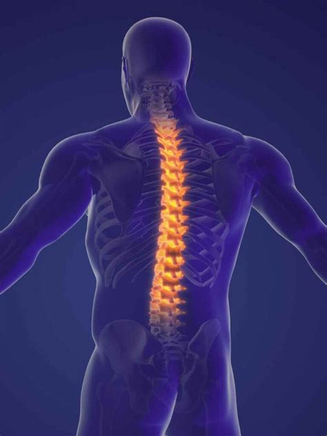Spinal Cord New Probe Could Help Advance Treatment For Spinal Cord