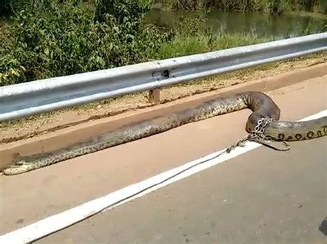 G1 Moradores Encontram Cobra De Sete Metros Em Rodovia De Mato Grosso Notícias Em Mato Grosso