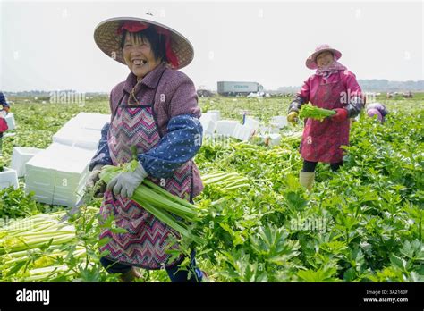 Fuqing China 11th Mar 2025 Fuqing China March 11 2025 Farmers Harvest Celery In