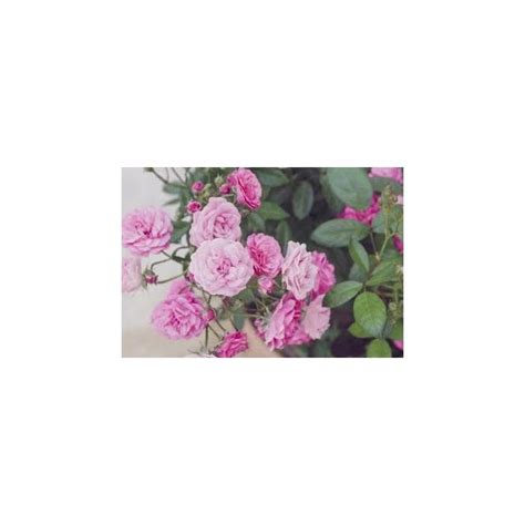 Pink Miniature Rose Button Rose Plant