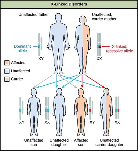 3 Inheritance In Oi And Reproductive Options Share4rare