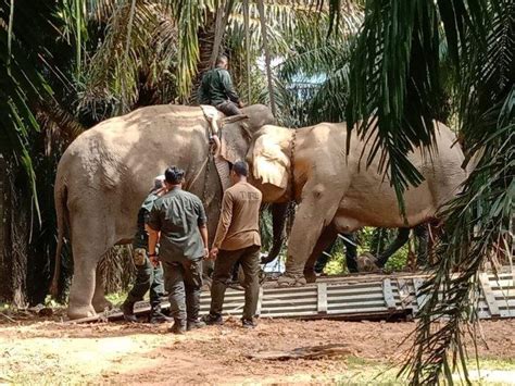 Perhilitan Berjaya Halang Gajah Masuk Kawasan Ladang Dan Penempatan Di