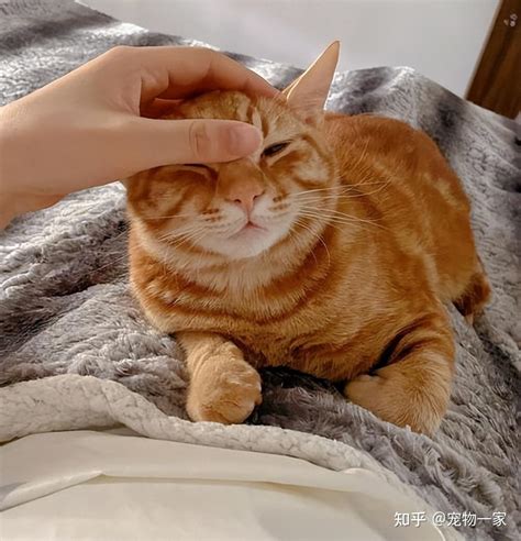 橘猫把你当老大会有这几种行为全中就偷着乐吧 知乎