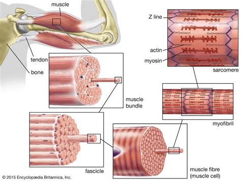 Protein Titin Over 38 000 Amino Acids Long Evolution Is A Myth