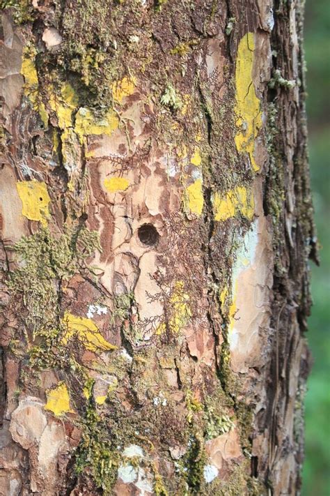 Textures And Patterns Baguio City Philippines Nature