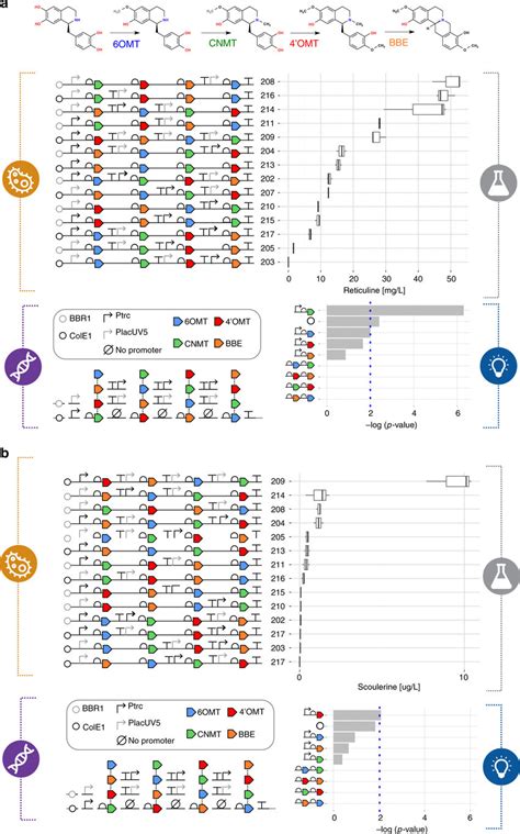 Combinatorial Optimization Of The S Reticulines Scoulerine Pathway Download Scientific
