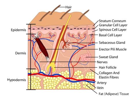 Skin Cancer Introduction Statistics And Types Of Skin Cancer