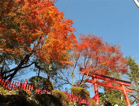 紅葉の季節 関東のもみじ その1 高尾山 薬王院 Bunpuku Sadouのブログ