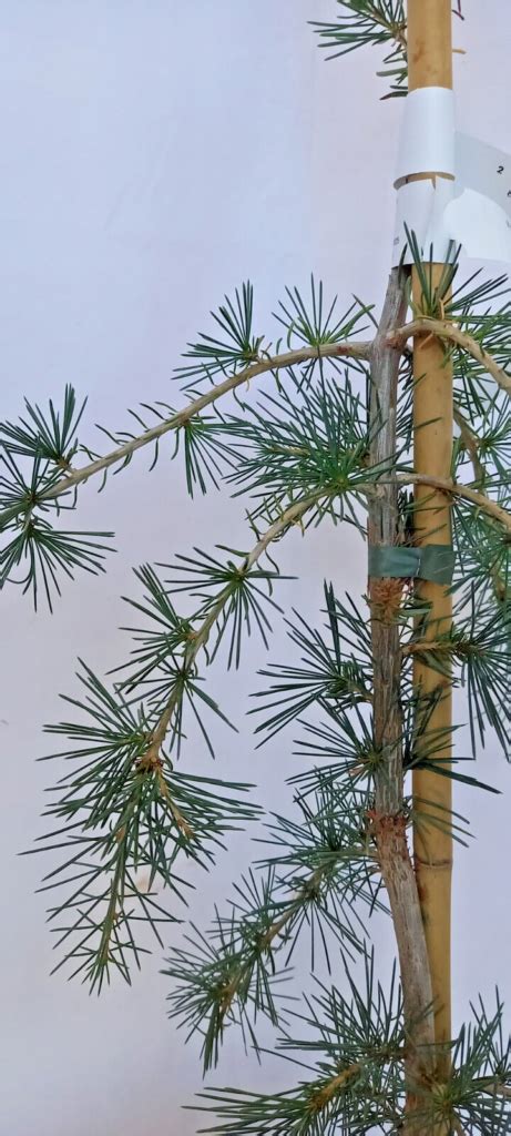 Blaue Libanonzeder Blue Angel Palmenheld