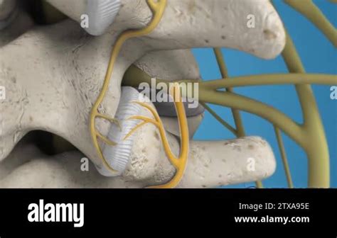 These Nerves Send Signals Between The Brain Spinal Cord And Other Body Organs Via Nerve