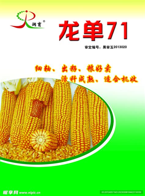 玉米种子传单设计图 海报设计 广告设计 设计图库 昵图网
