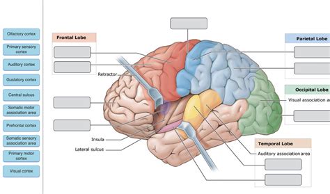 Solved Olfactory Cortex Primary Sensory Cortex Auditory