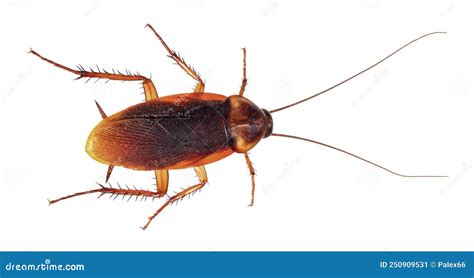 American Cockroach Periplaneta Americana Isolated On White Royalty