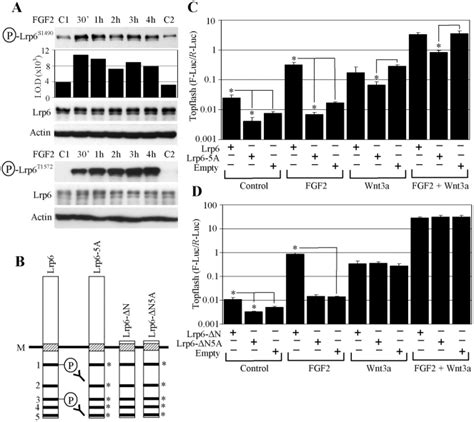 A Fgf2 Treated Rcs Cells Were Analyzed By Wb For Lrp6 Phosphorylation