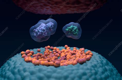 Cyclooxygenase 1 And 2 Illustration Stock Image F040 1626 Science Photo Library