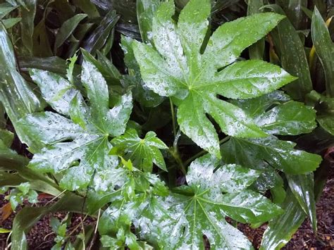 ヤツデの花言葉意味や特徴インテリアでも使えるGreenSnapグリーンスナップ