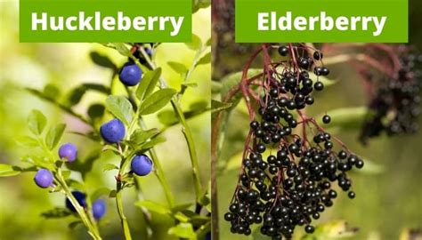 Huckleberry Vs Elderberry Plant Id Taste Benefits Uses