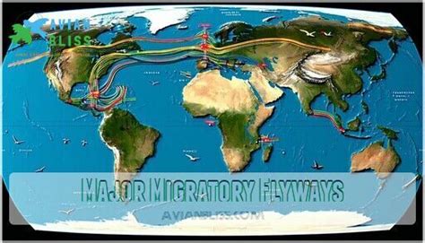 Bird Migration Routes Explained Complete Guide To Flyways And Patterns