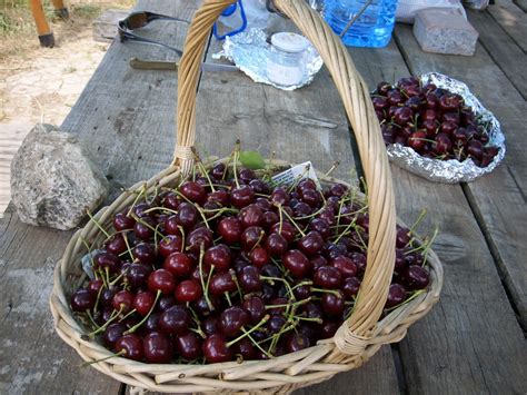 La huerta de Mendigorría Charo Cea El cerezo nos dio fruta generosamente
