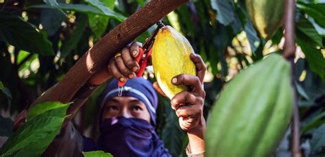 Premium Photo The Hands Of A Cocoa Farmer Use Pruning Shears To Cut The Cocoa Pods Or Fruit