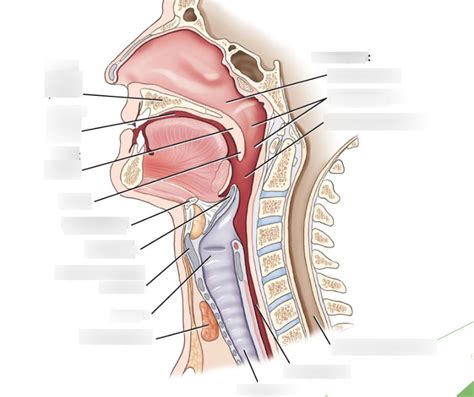 Pharynx And Esophagus Diagram Quizlet