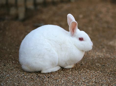 うさぎの伝説と美術品／ホームメイト