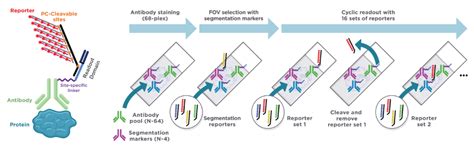 Cosmx™ Protein Assays Nanostring