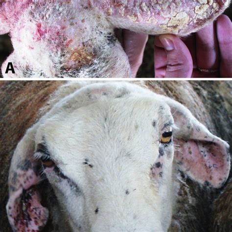 Texel Sheep Allergic Dermatitis A Redness Alopecia Edema And Download Scientific Diagram