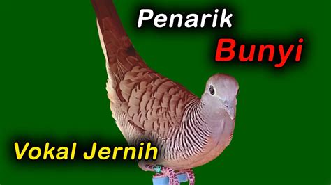 Perkutut Bangkok Gacor Terbaru Suara Besar Langsung Bunyi YouTube