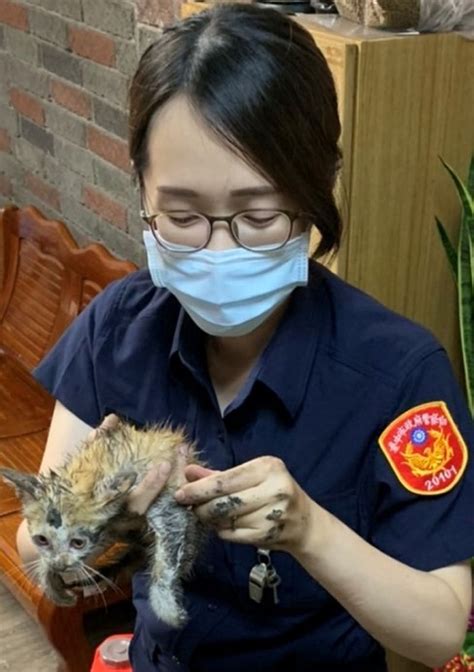 小奶貓鑽巡邏車底 女警巧手救出