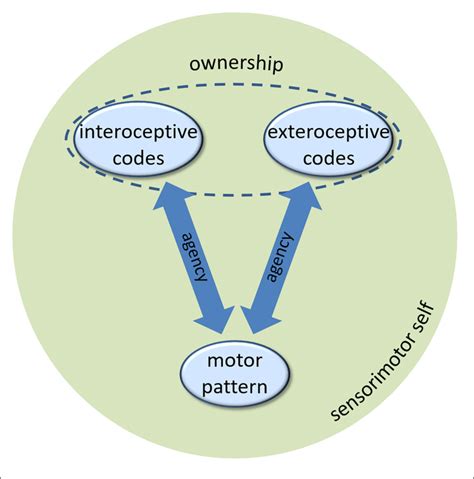 The Role Of Interoceptive And Exteroceptive Codes In Generating The
