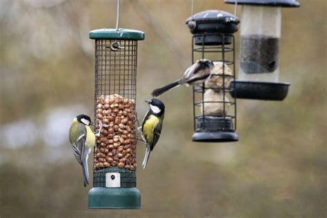 How To Clean A Bird Feeder With Vinegar Like A Cleaning Pro
