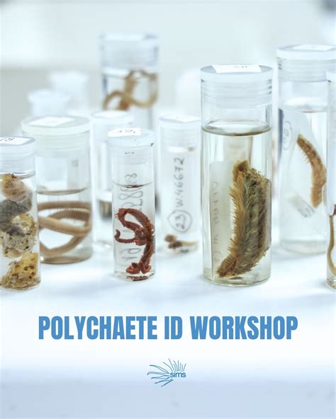 Polychaete Identification Workshop At Sims Earlier This Month Sims