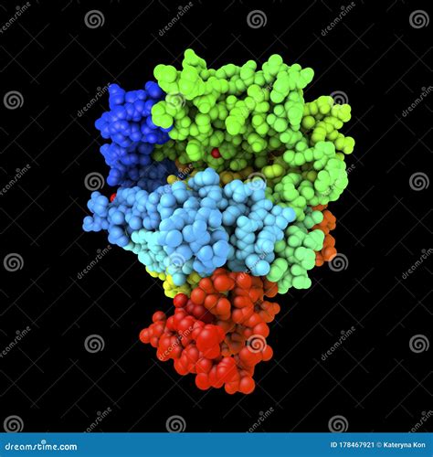 Human Ace2 Receptor Stock Illustration 178219522