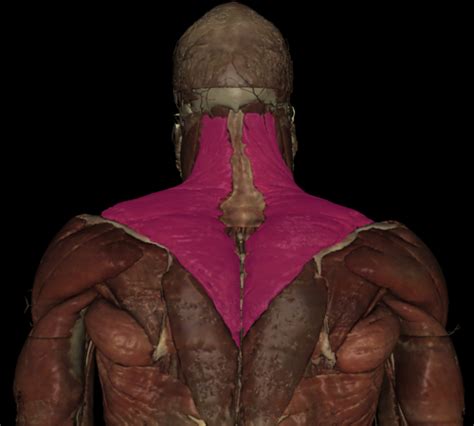 Posterior Axioappendicular Musculature Anterior Axioappendicular