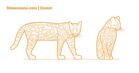 Ocelot Leopardus Pardalis Dimensions And Drawings