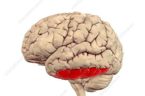 Brain Highlighting Inferior Temporal Gyrus Illustration Stock Image