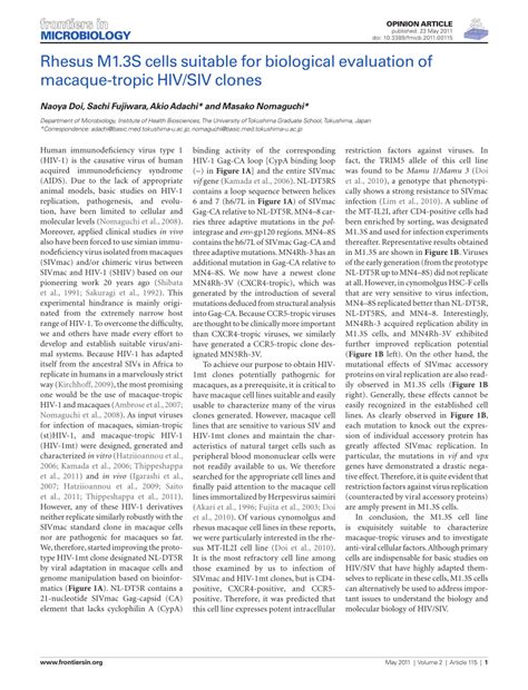 Pdf Rhesus M13s Cells Suitable For Biological Evaluation Of Macaque