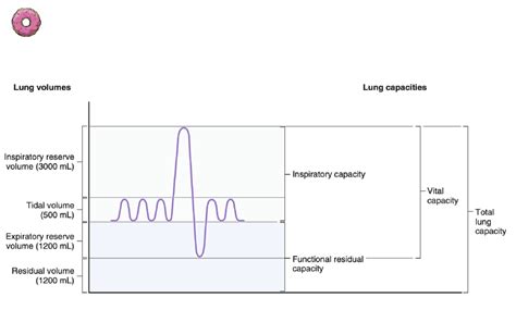 Obstructive And Spirometry Diagram Quizlet
