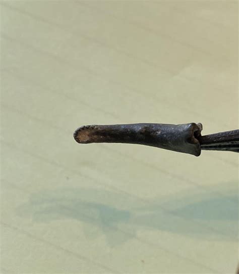 Crab Claw Possible Fossil R Fossilid