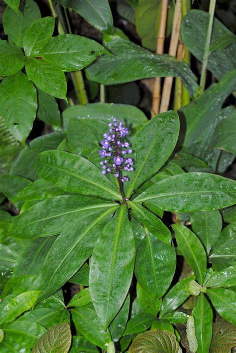 Dichorisandra Reginae Commelinaceae