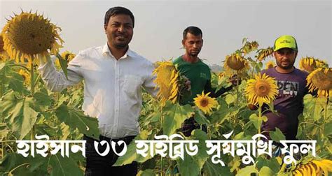 হাইব্রিড সূর্যমুখী ফুল চাষ পদ্ধতি Success Farm