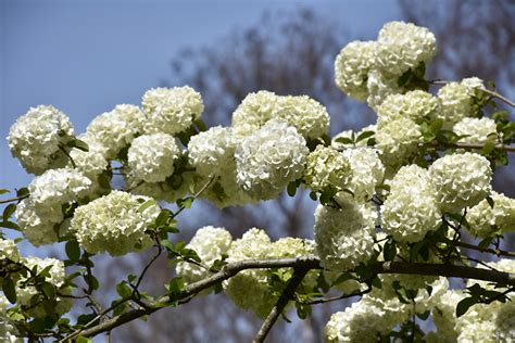 Sterile Chinese Snowball Viburnum Viburnum Macrocephalum Sterile In