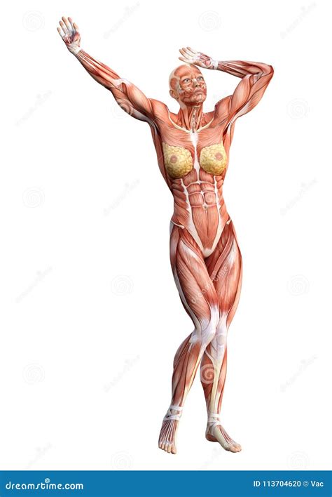 3d Que Rinde La Figura Femenina De La Anatomía En Blanco Stock De