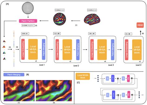 A Ms Sit Pipeline The Input Cortical Surface Is Resampled From Download Scientific Diagram